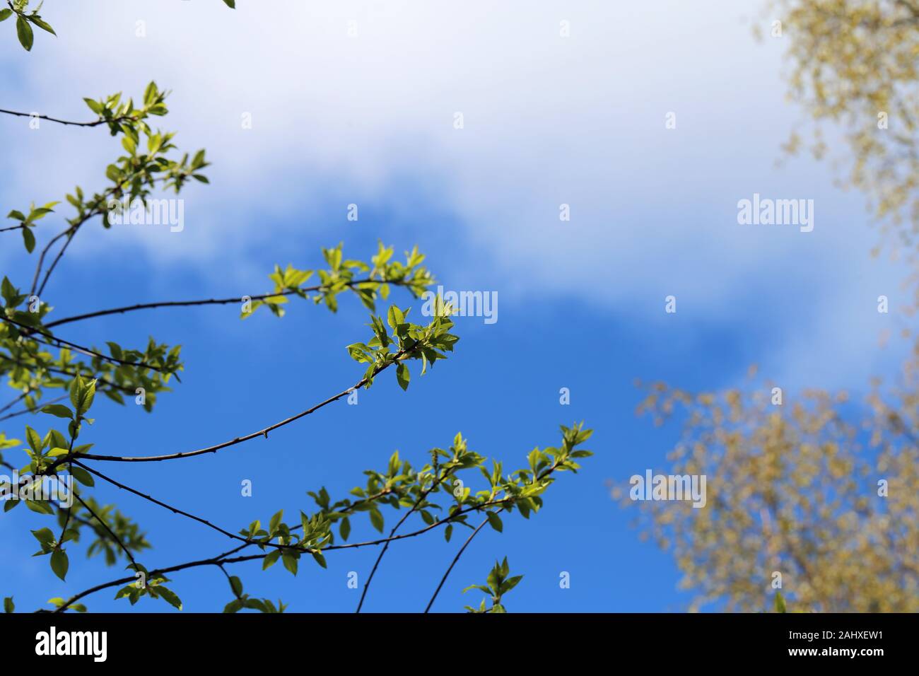 Birch tree branches during early spring. In this photo you can see ...