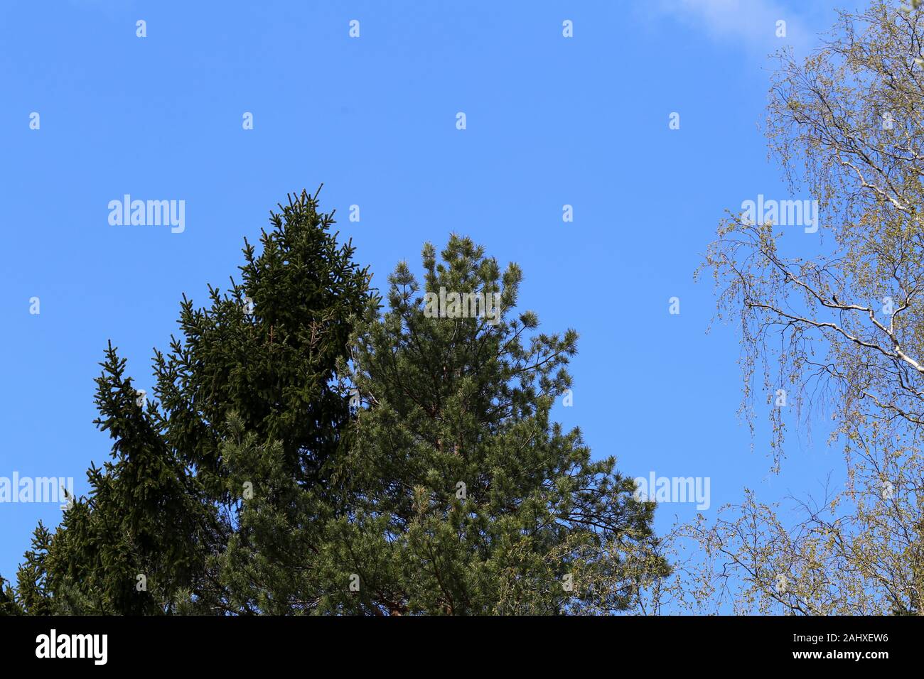 Birch tree branches during early spring. In this photo you can see ...