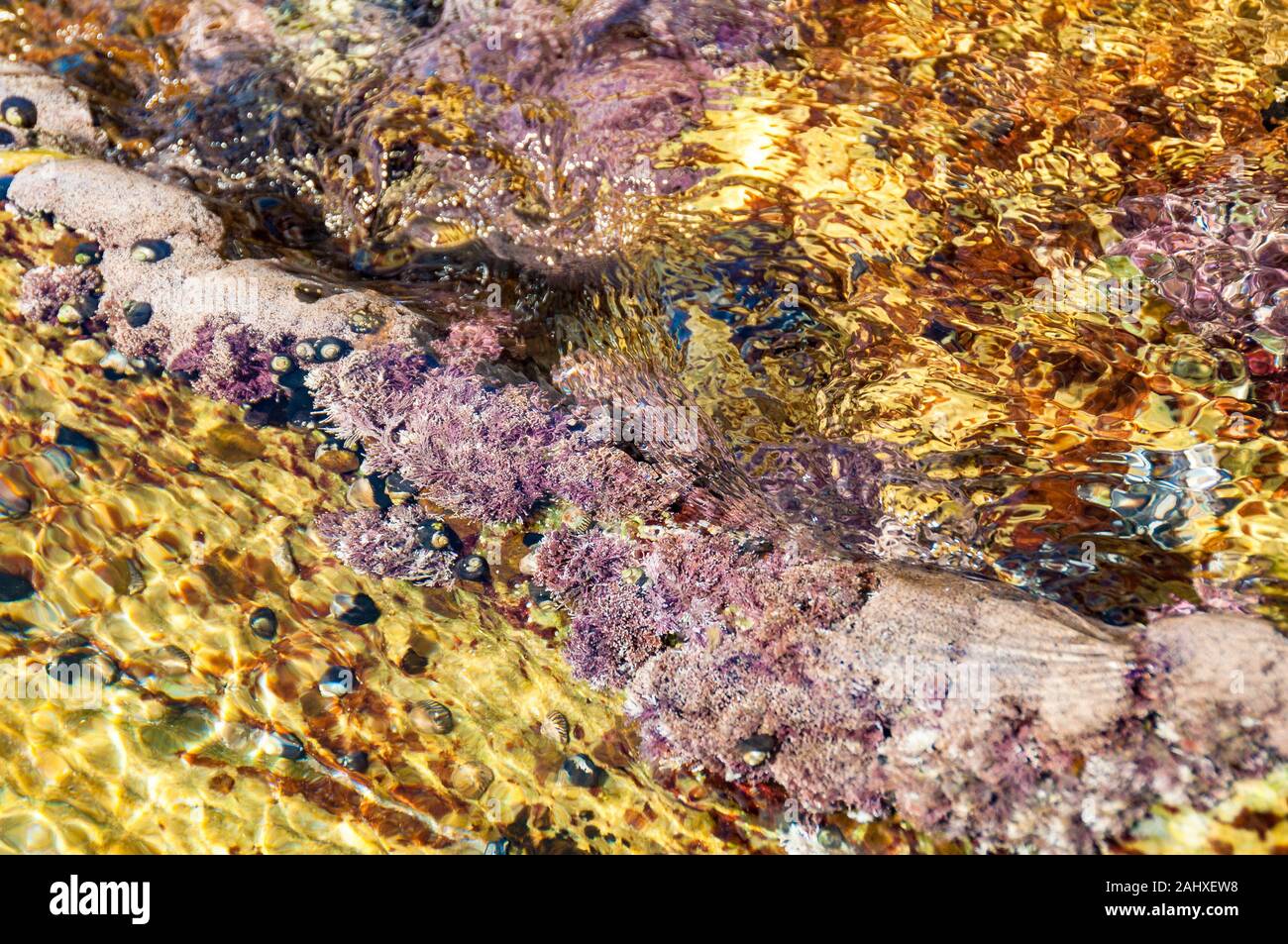Seaweed and rock background hi-res stock photography and images - Alamy