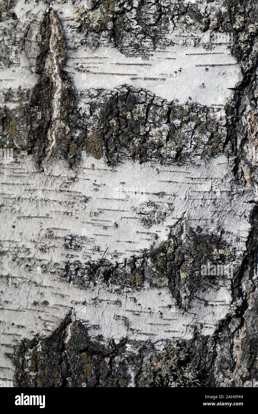 Birch tree bark texture closeup photographed in Finland. The white peel ...