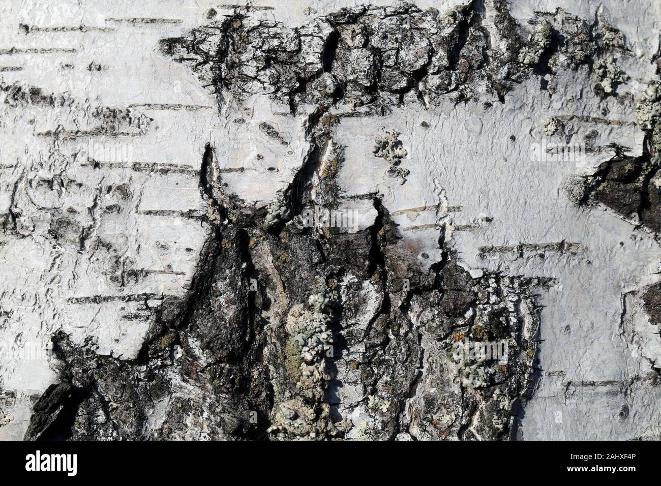Birch tree bark texture closeup photographed in Finland. The white peel ...