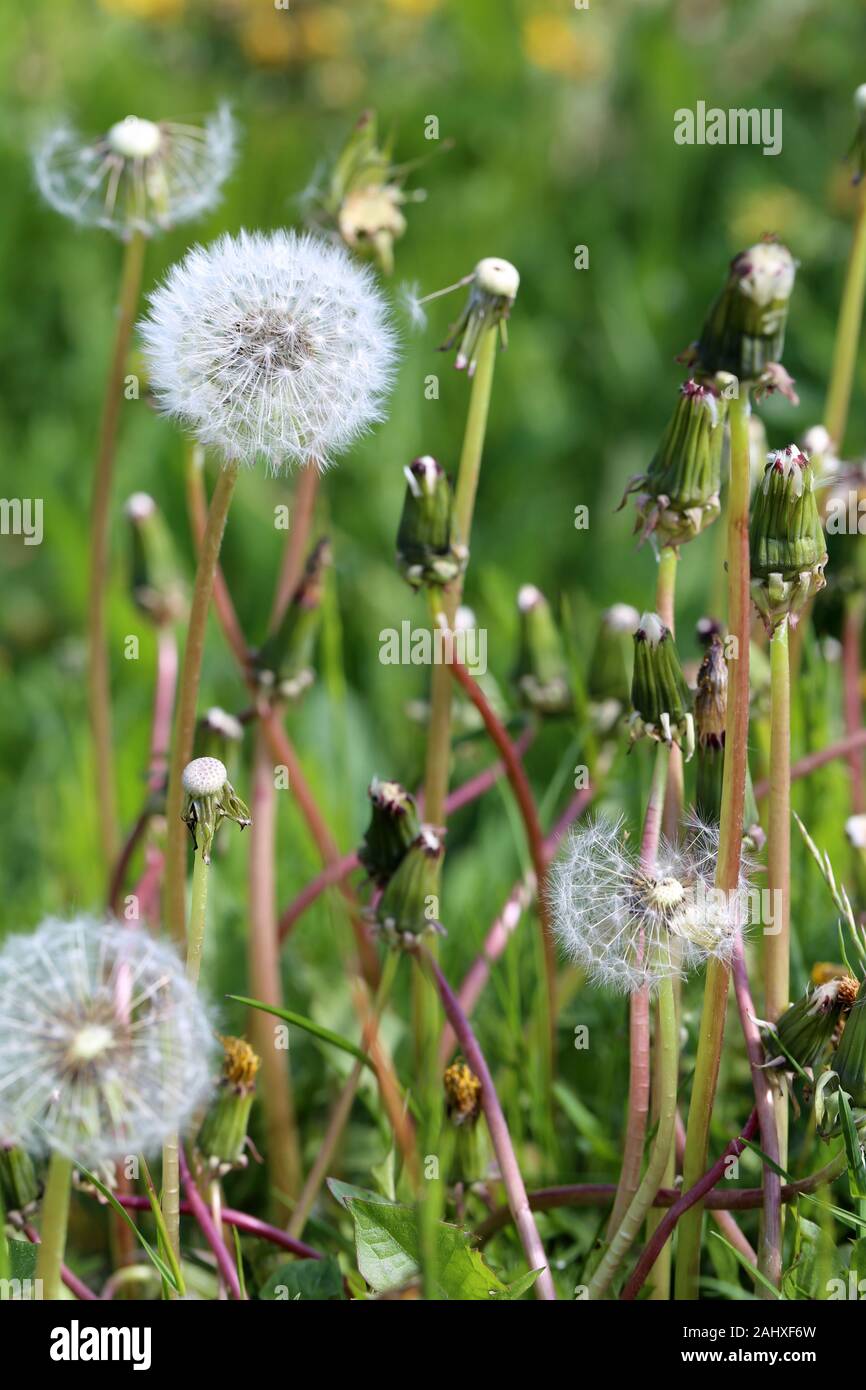 Dandelion Flower Seed