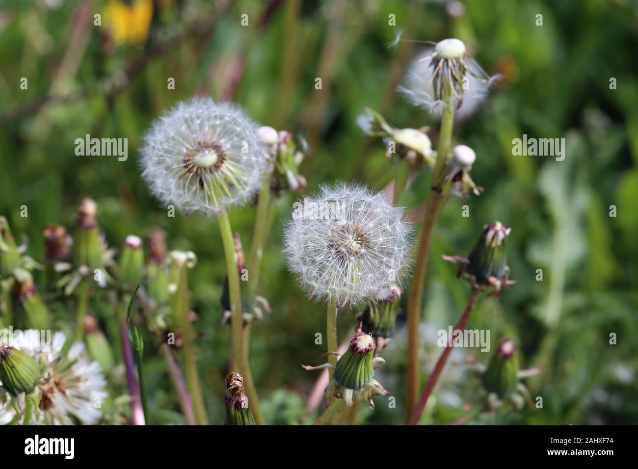Process of pollination hi-res stock photography and images - Alamy