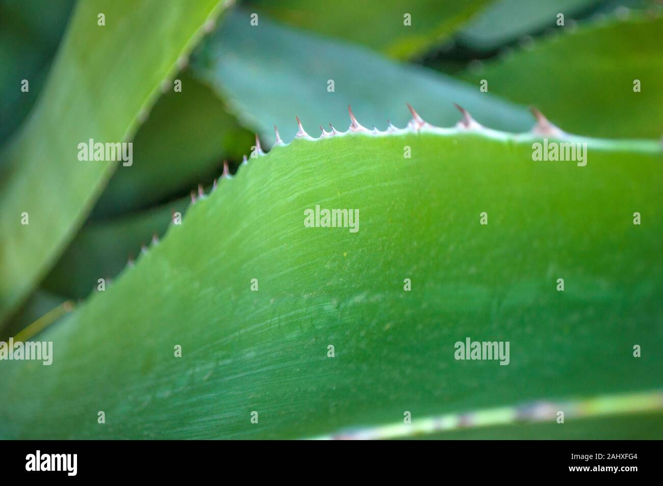 Close up yucca leaves with thorns color Stock Photo - Alamy