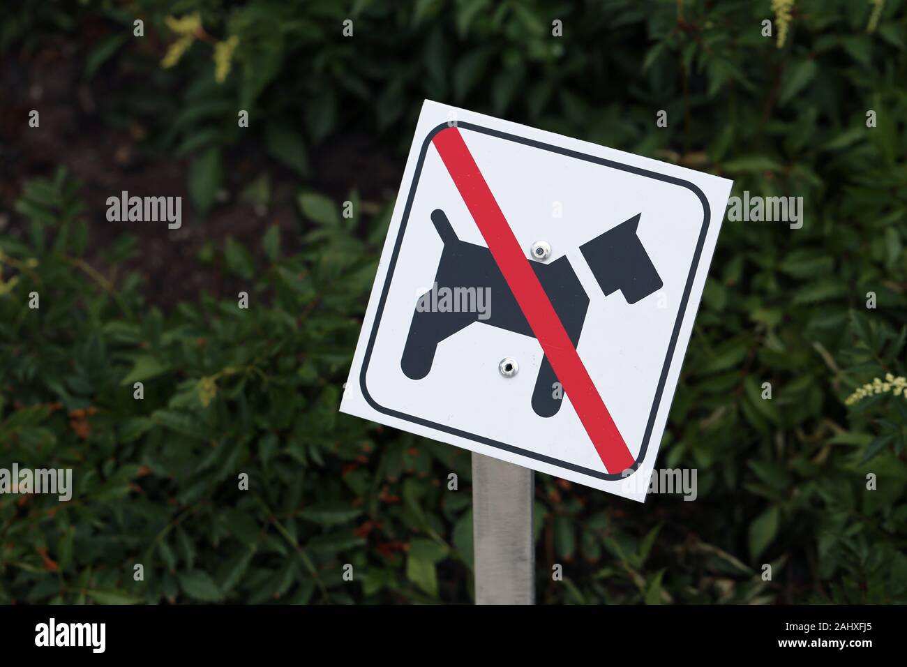 No dogs sign in a park letting people no that this is a no dog zone ...