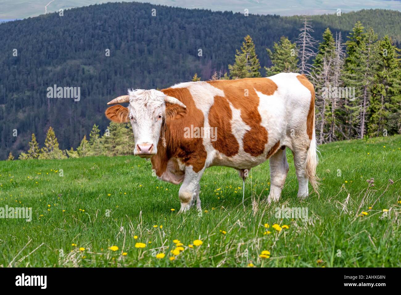 Tornik zlatibor serbia hi-res stock photography and images - Alamy