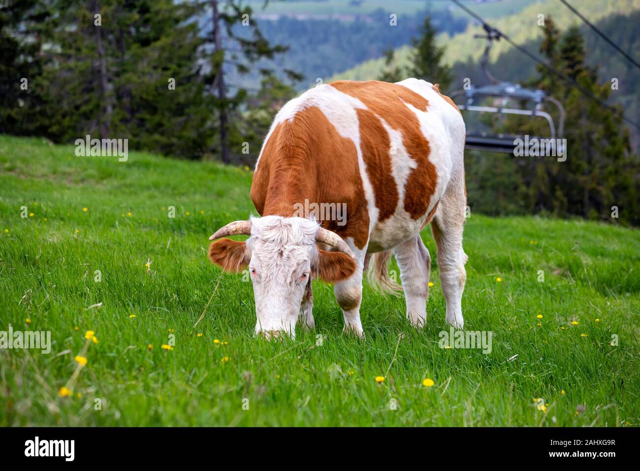 Tornik zlatibor serbia hi-res stock photography and images - Alamy