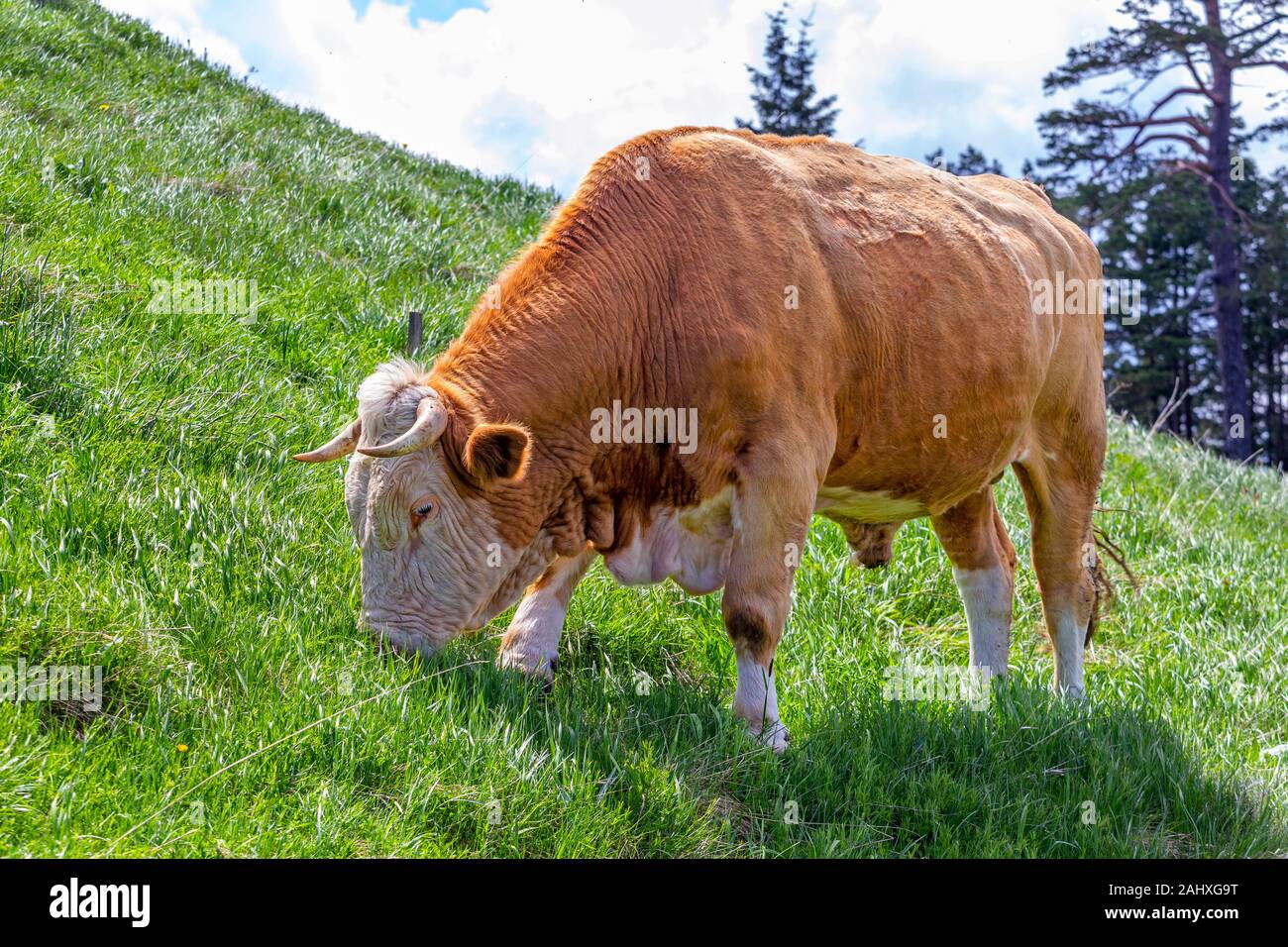Bull in pasture in wildlife, on the top of mountain Tornik at Zlatibor ...