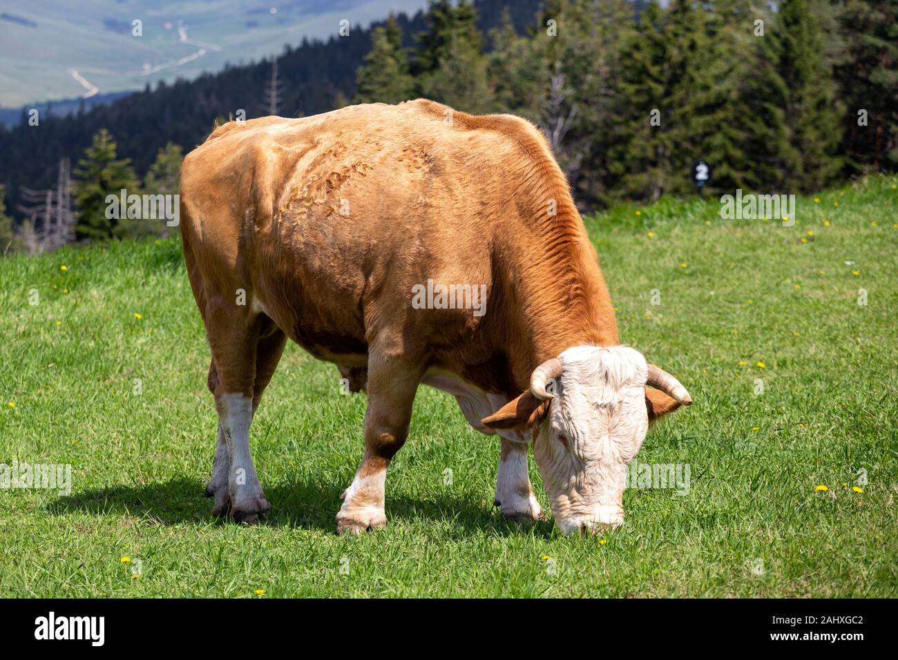 Tornik zlatibor serbia hi-res stock photography and images - Alamy