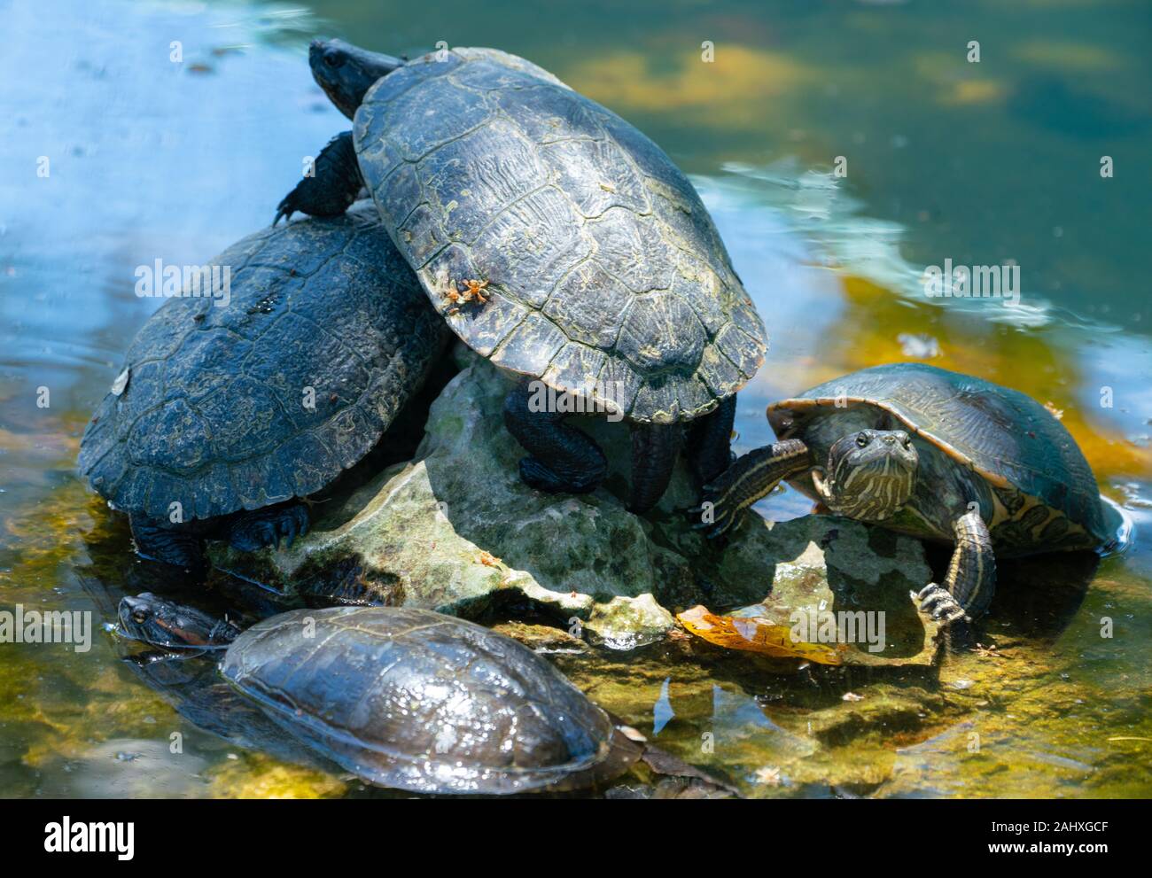 Red-eared slider also known as red-eared terrapin, red-eared slider ...
