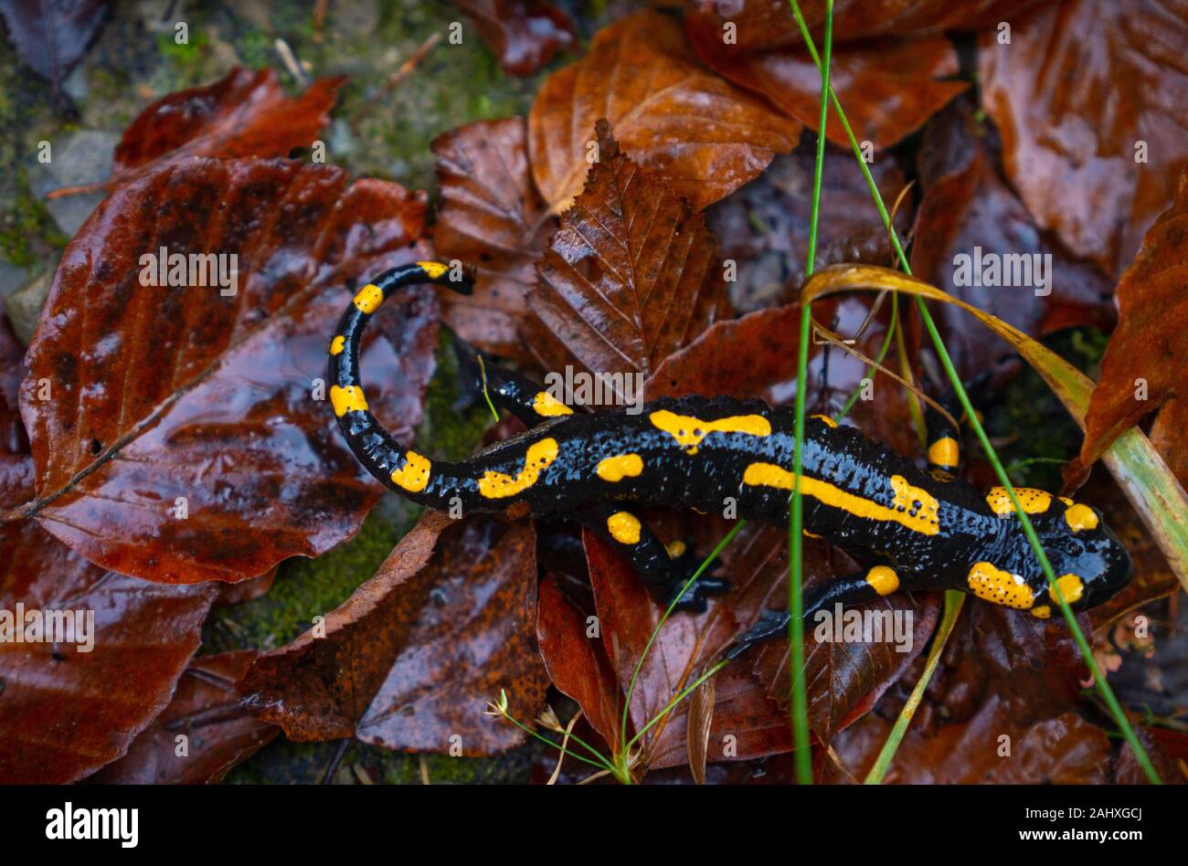 Amphibious reptiles hi-res stock photography and images - Alamy