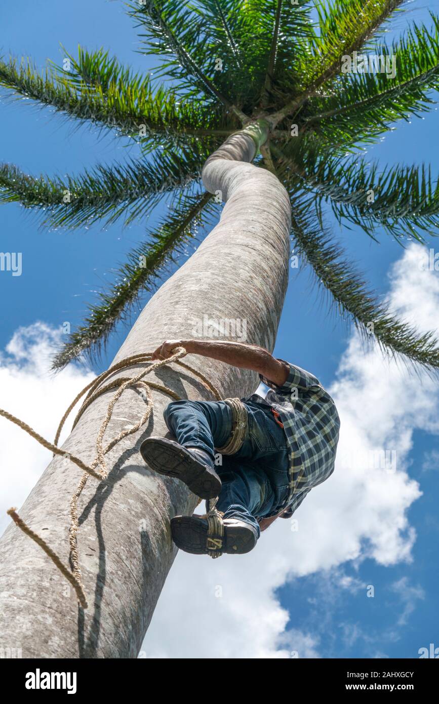 Adult male climbs tall coconut tree with rope to get coco nuts ...