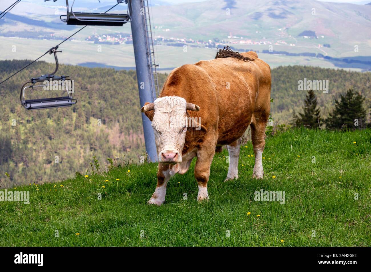 Tornik zlatibor serbia hi-res stock photography and images - Alamy