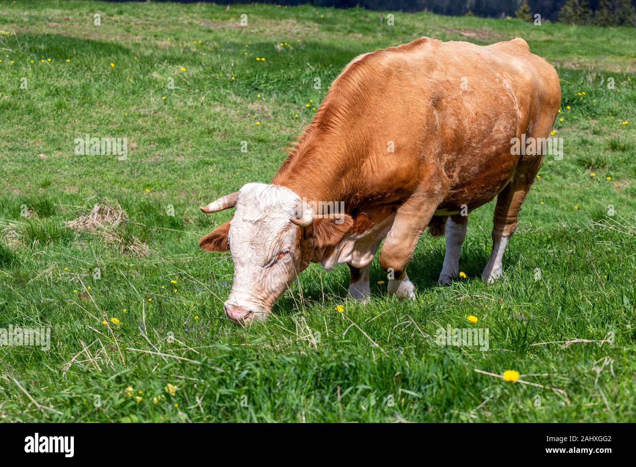 Tornik zlatibor serbia hi-res stock photography and images - Alamy