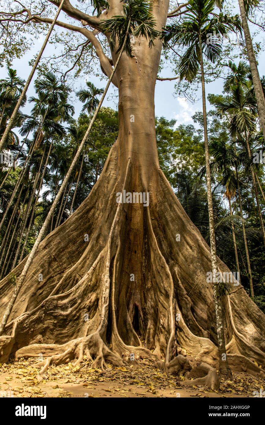 The image of The largest and highest giant tree in Ban Sanam of Uthai ...