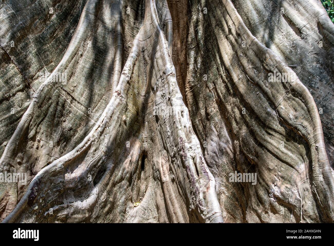 Details of The image of The largest and highest giant tree in Ban Sanam ...