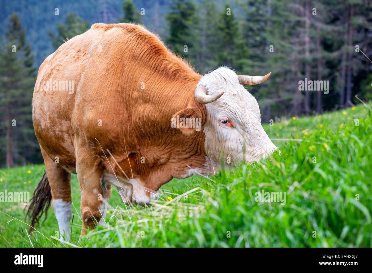 Cow on a mountain pasture Tornik at Zlatibor, Serbia. With trees at the ...