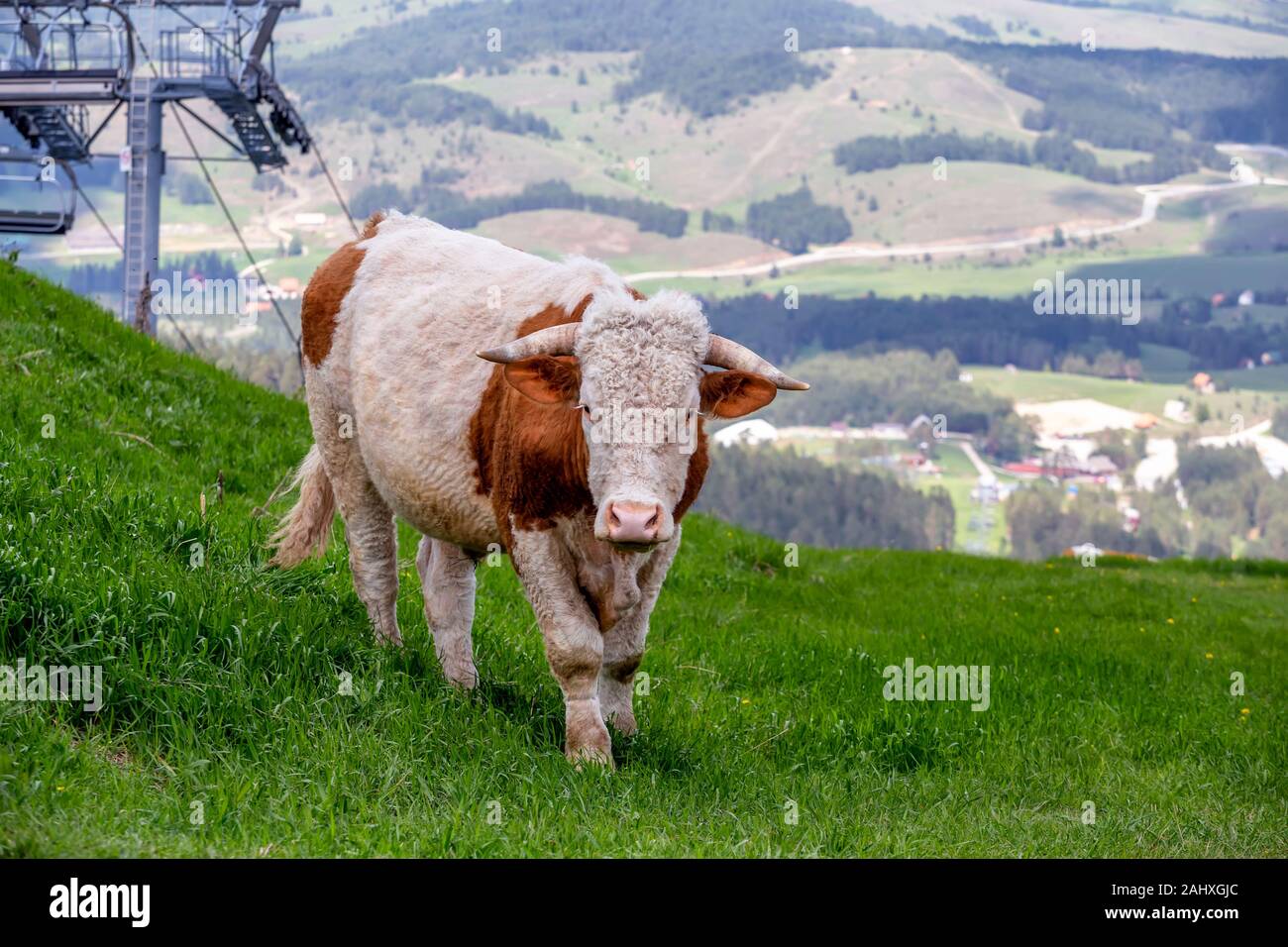 Cow in pasture on the top of mountain Tornik at Zlatibor, Serbia Stock ...