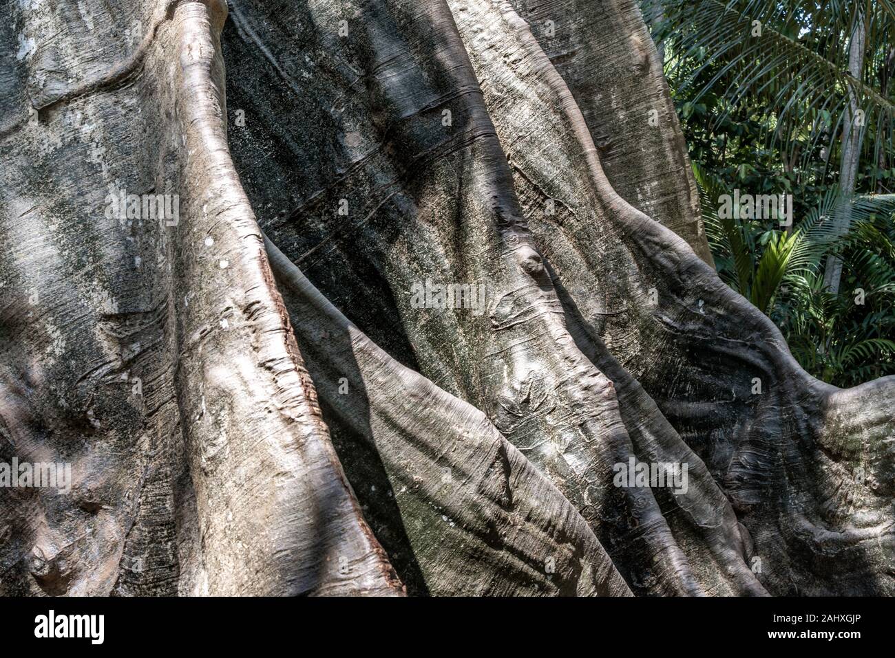 Details of The image of The largest and highest giant tree in Ban Sanam ...