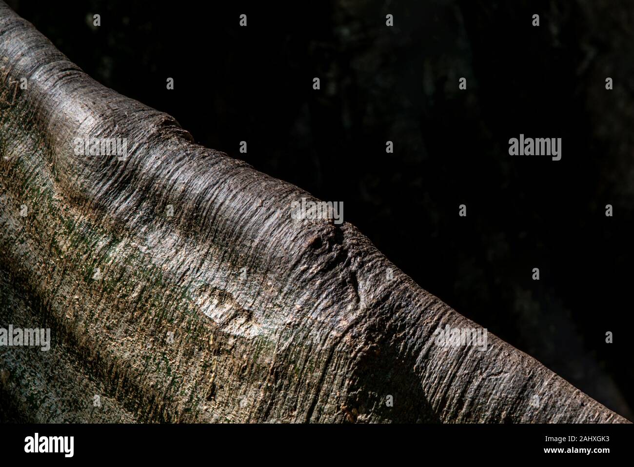 Details of The image of The largest and highest giant tree in Ban Sanam ...