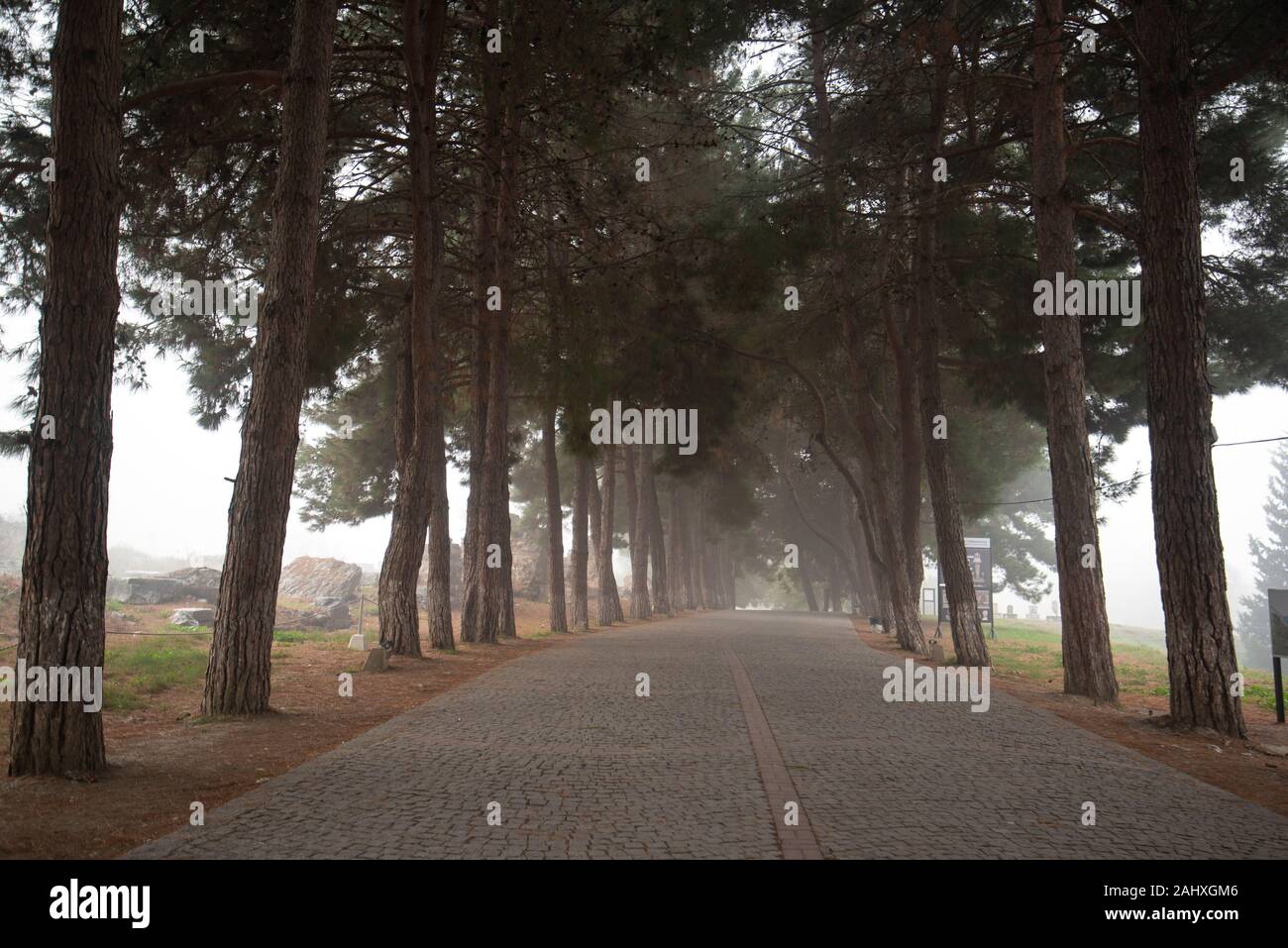 A mystical path of trees covered with fog in Ephesus, Selcuk Izmir ...