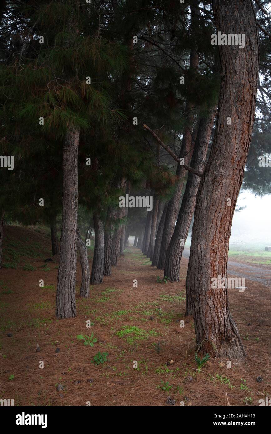 A mystical path of trees covered with fog in Ephesus, Selcuk Izmir ...