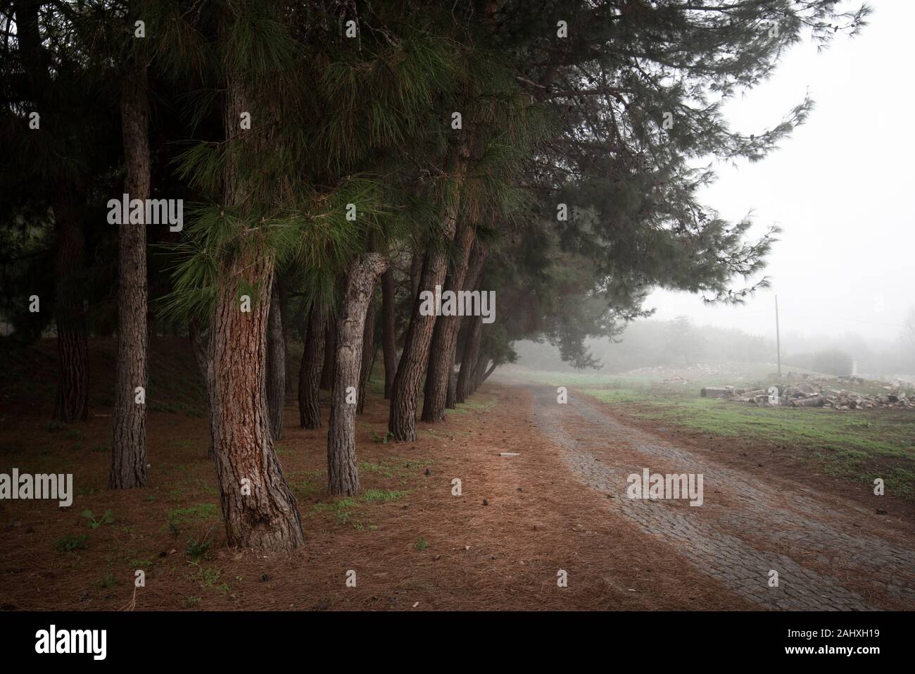 A mystical path of trees covered with fog in Ephesus, Selcuk Izmir ...
