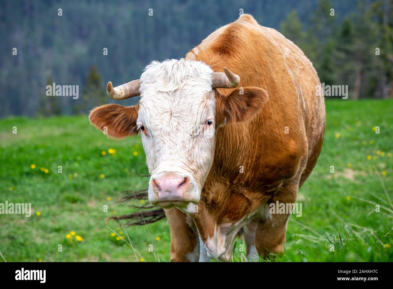 Portrait of cow on a mountain pasture Tornik at Zlatibor, Serbia. With ...