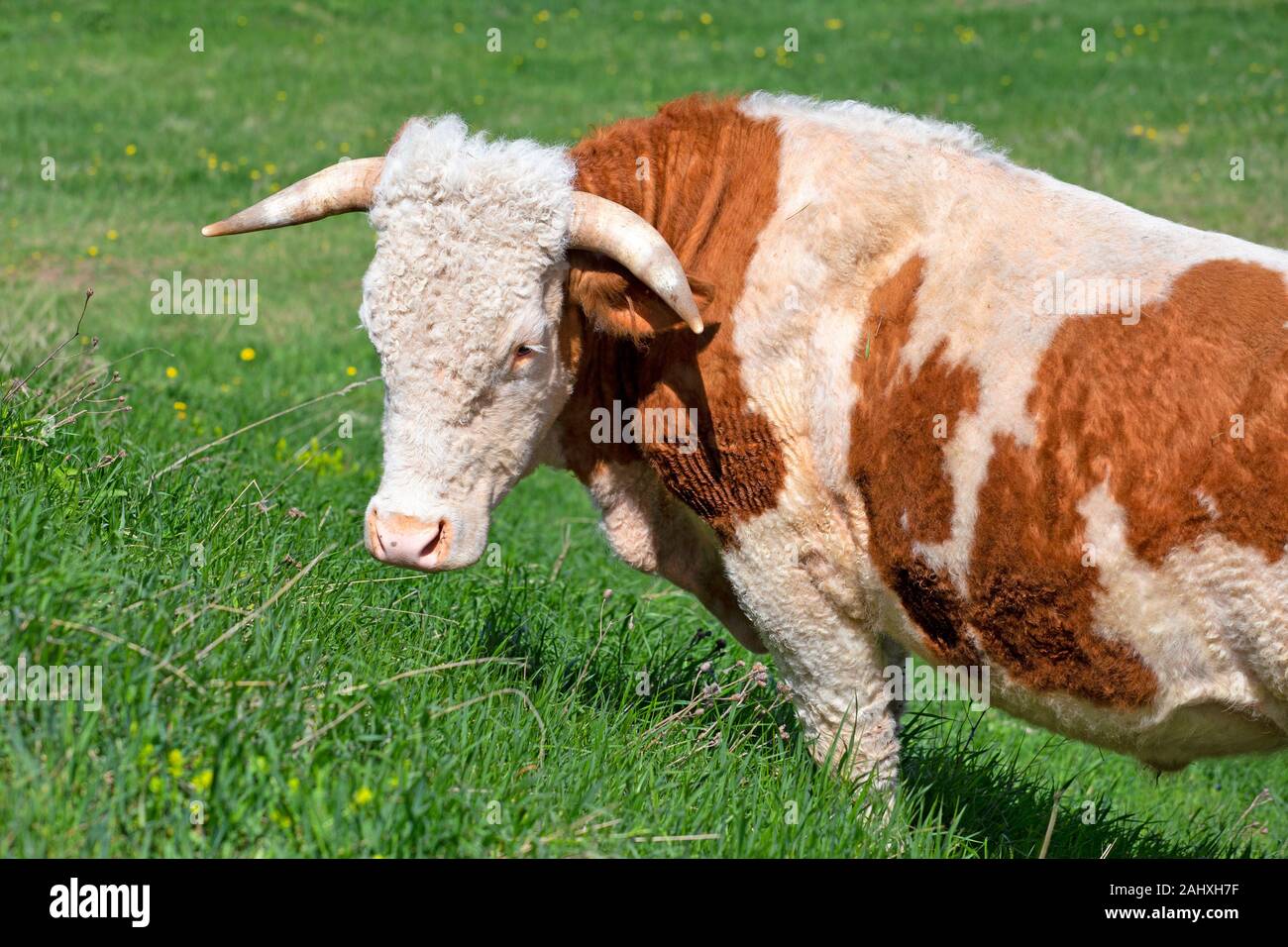 Tornik zlatibor serbia hi-res stock photography and images - Alamy