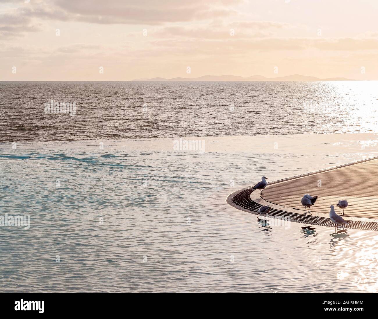 Where the edge of the infinity pool meets the ocean. Seagulls standing ...