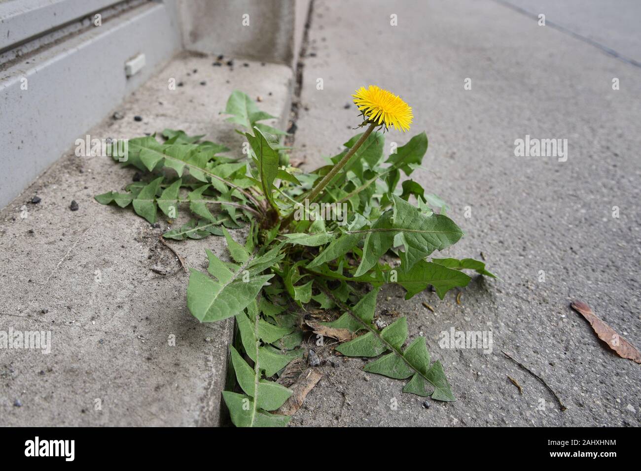 Because its a strong dandelion hi-res stock photography and images - Alamy