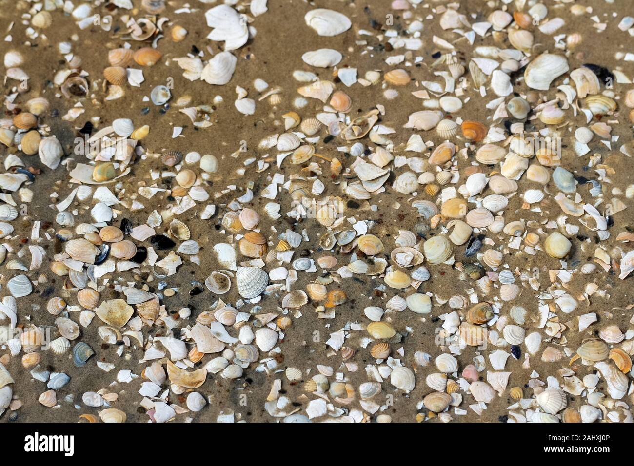 Surface of seashells under sea water Stock Photo - Alamy