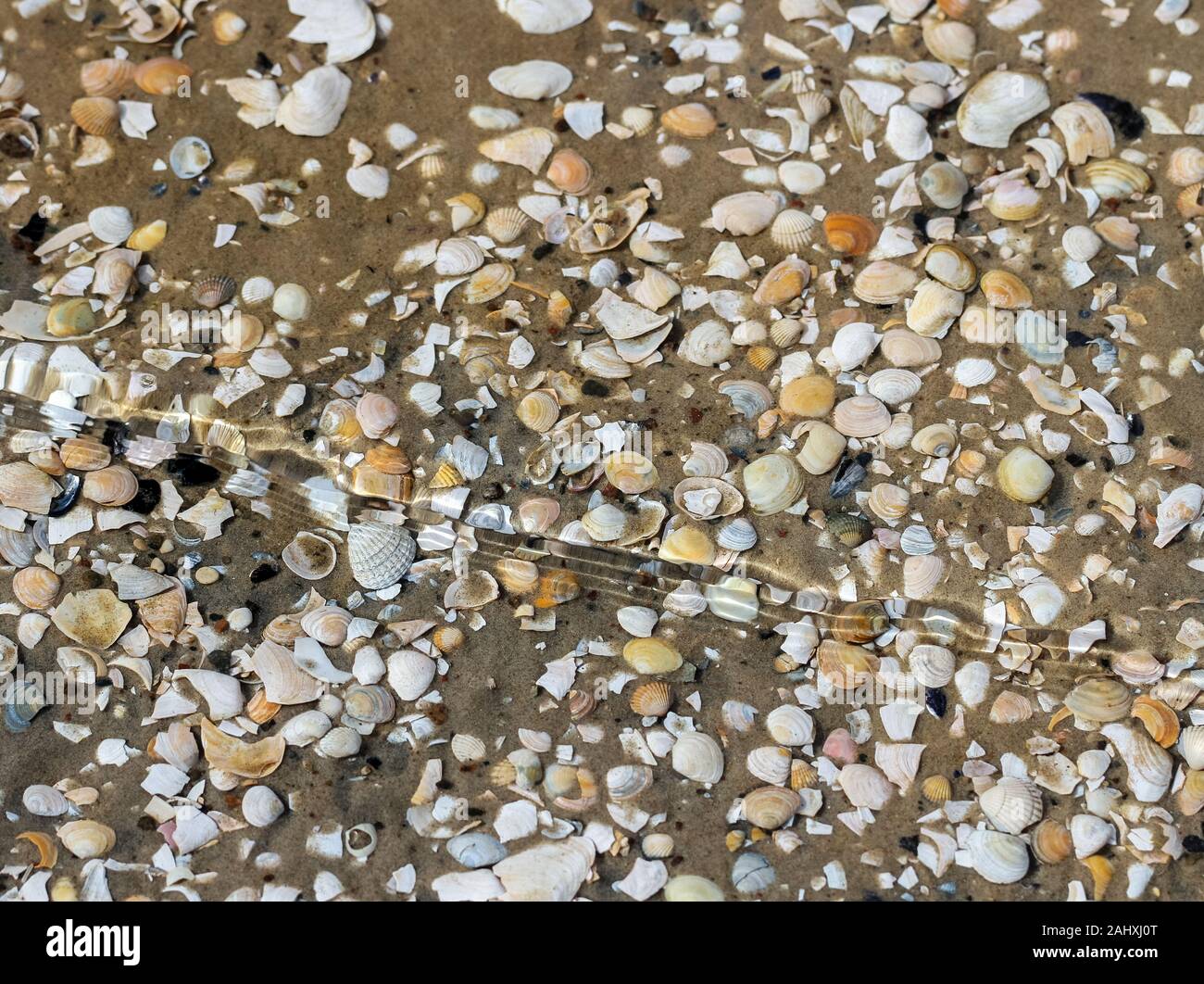 Surface of seashells under sea water Stock Photo - Alamy