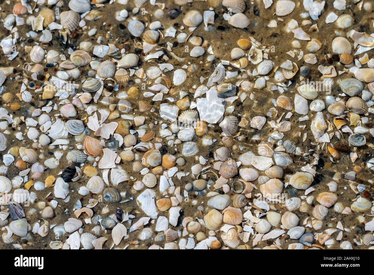 Surface of seashells under sea water Stock Photo - Alamy