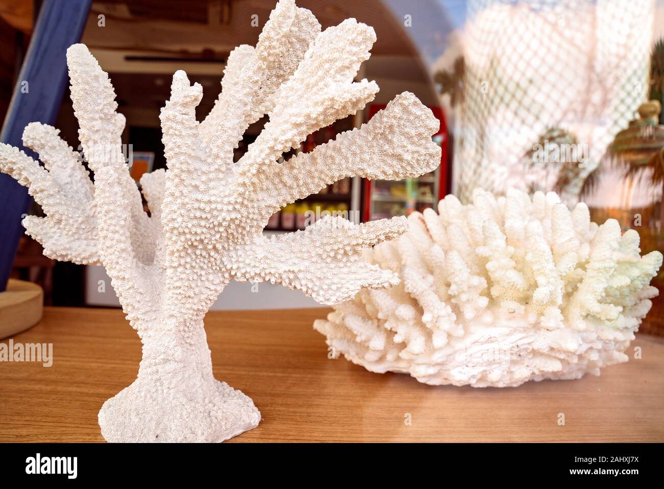 A display of white coral in a restaurant window, bright with early ...