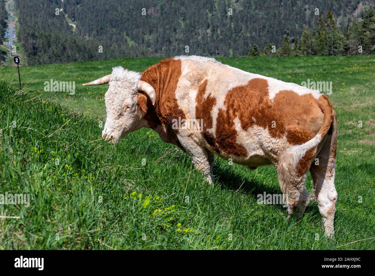 Tornik zlatibor serbia hi-res stock photography and images - Alamy