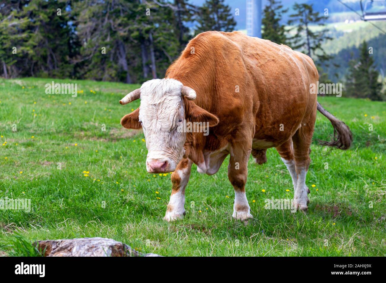 Tornik zlatibor serbia hi-res stock photography and images - Alamy