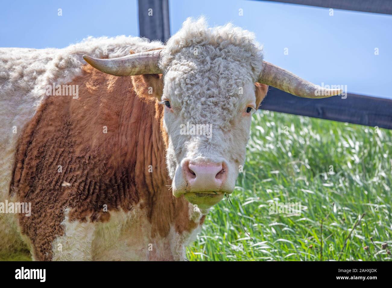 Tornik zlatibor serbia hi-res stock photography and images - Alamy