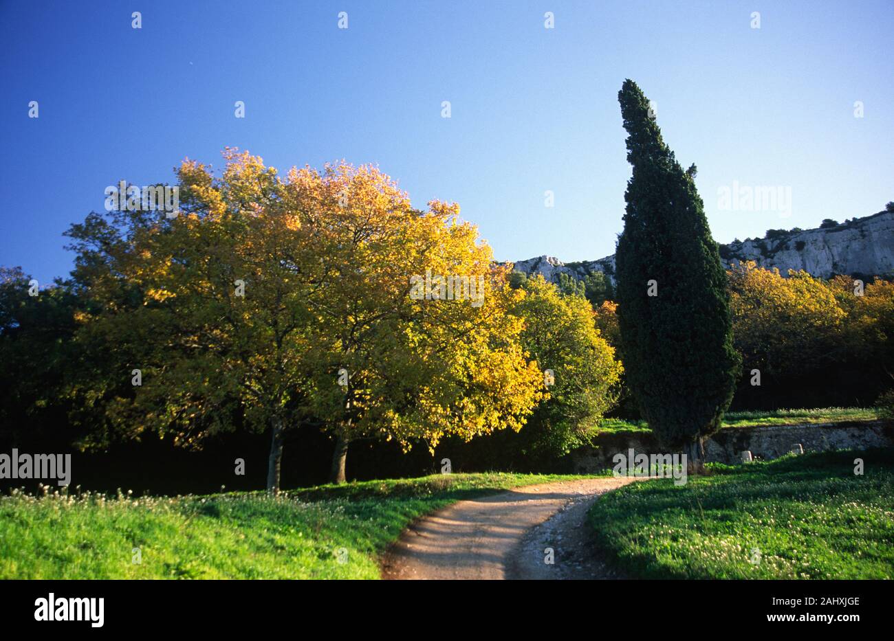 Autumn trees in Provence Stock Photo - Alamy