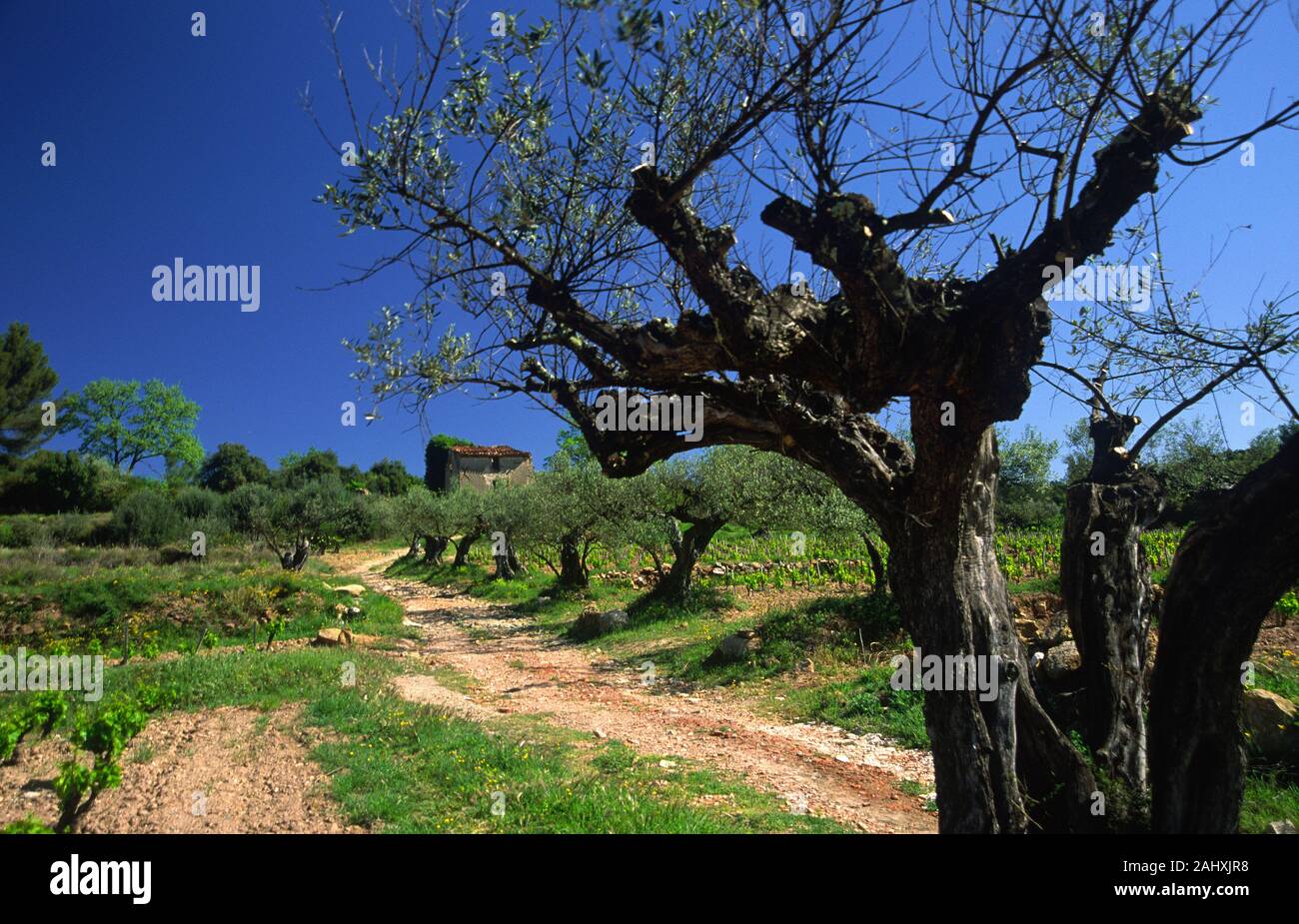 Olive trees in Provence Var Stock Photo - Alamy