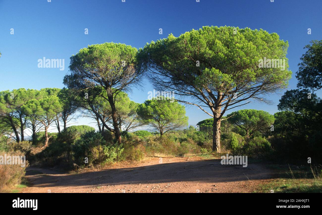 Plain des des Maures Var Provence Stock Photo - Alamy