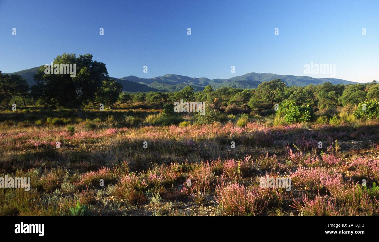 Plain des des Maures Var Provence Stock Photo - Alamy