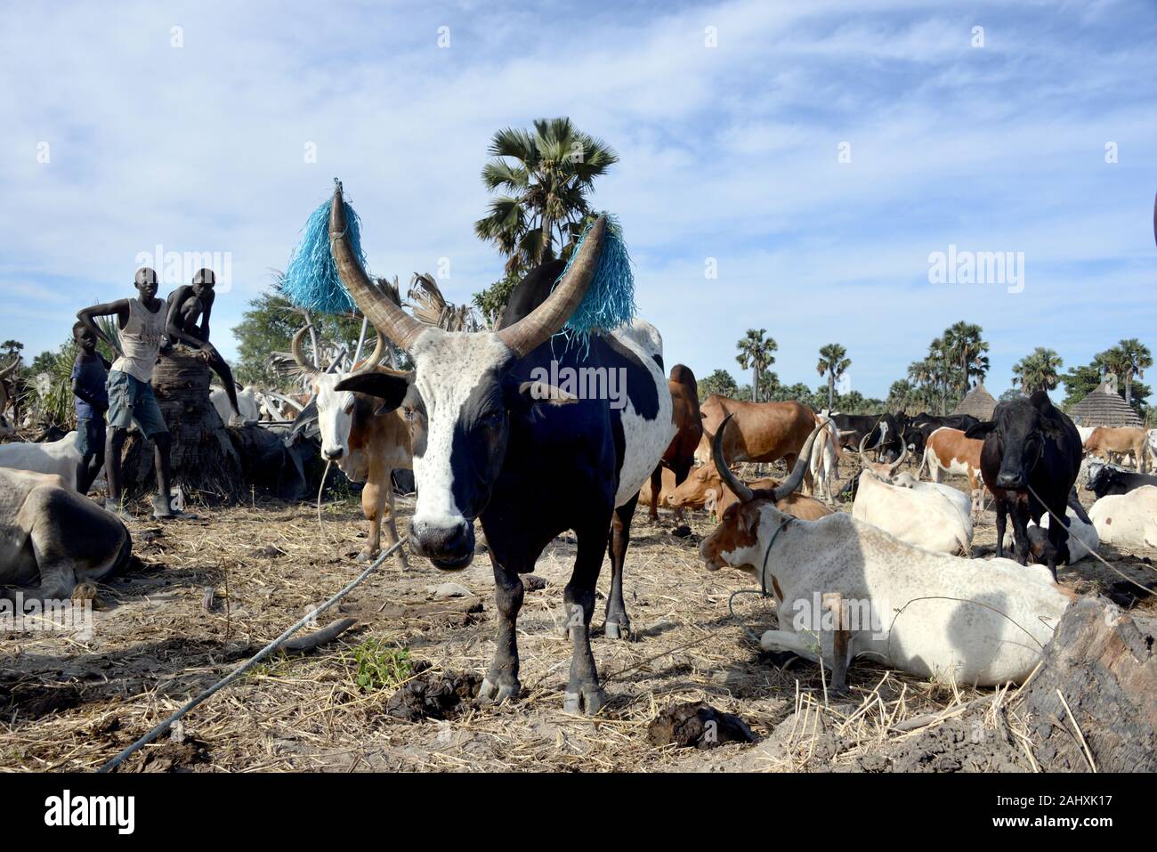 Nyamlell, Sudan. 20th Nov, 2019. The cows belong to Thuch Aguot and ...