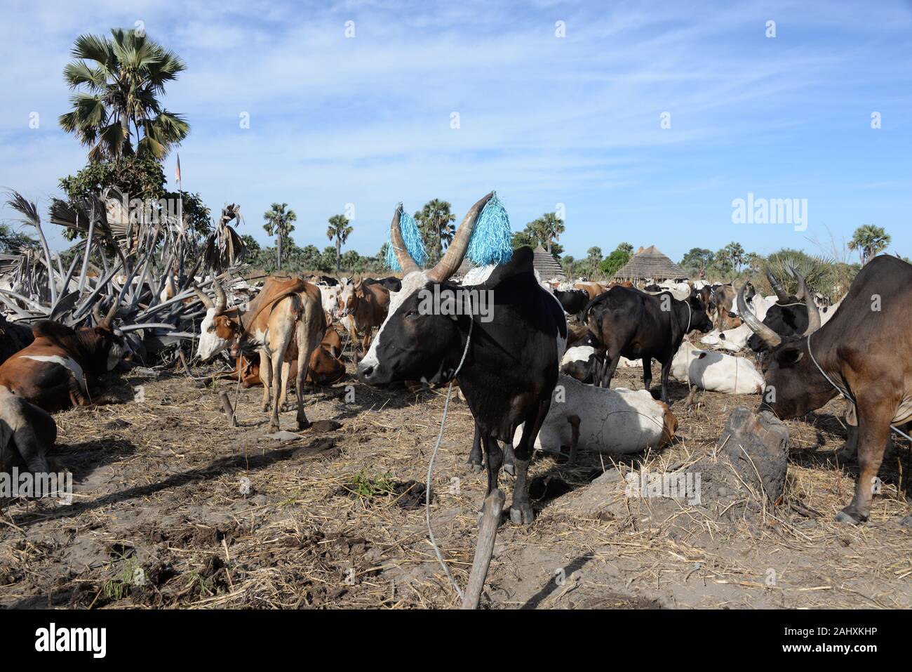 Nyamlell, Sudan. 20th Nov, 2019. The cows belong to Thuch Aguot and ...