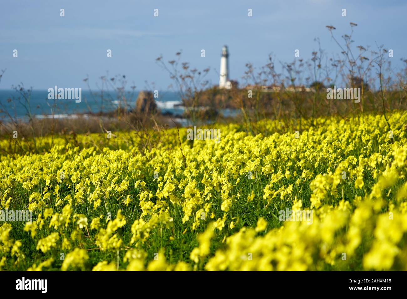 Sourgrass woodsorrel clover hi-res stock photography and images - Alamy