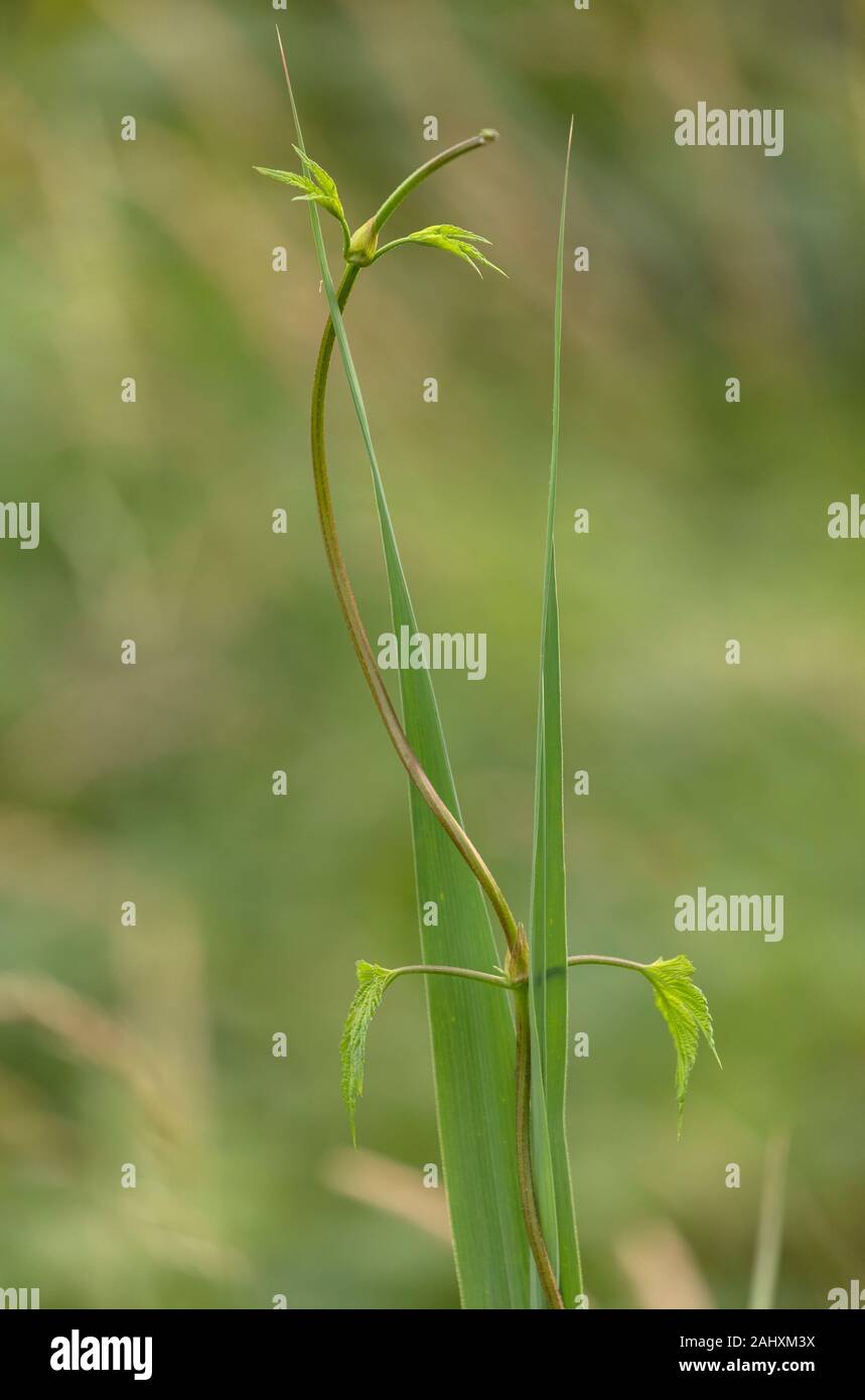 Wild Hop, Humulus lupulus vine, growing in hedgerow. Suffolk Stock ...