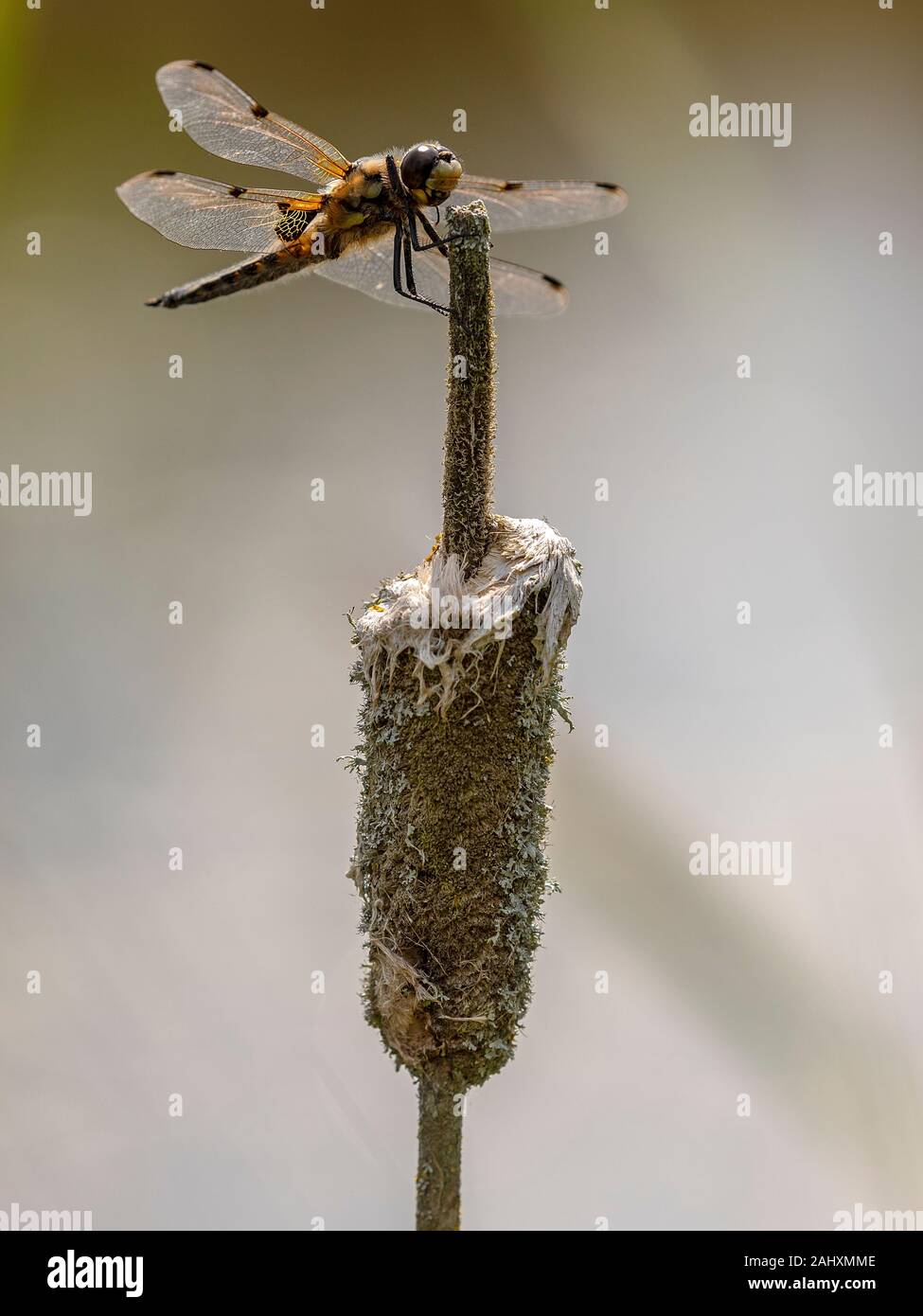 Four-spotted chaser, Libellula quadrimaculata, dragonfly, settled on ...