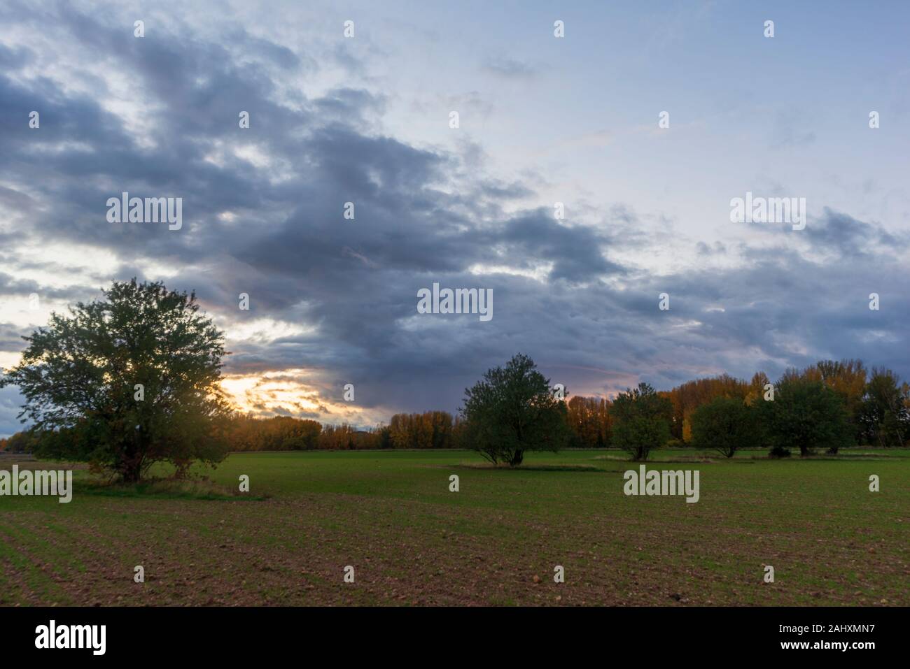 Trees in the field during sunset of Soria, Spain Stock Photo - Alamy