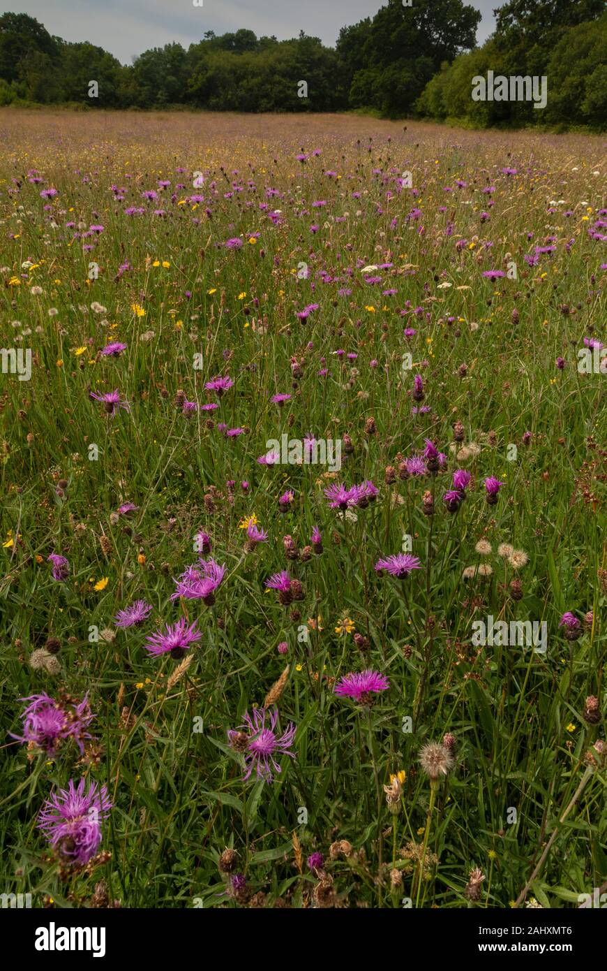 Flowery old hay meadow - Coarse Mead - in Kingcombe Meadows nature ...