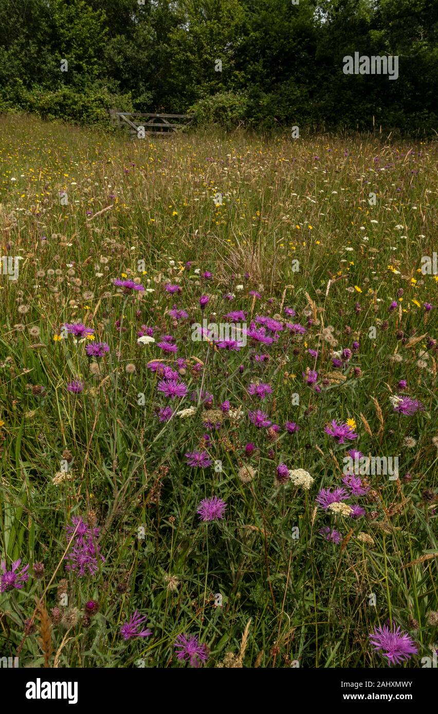 Flowery mead hi-res stock photography and images - Alamy